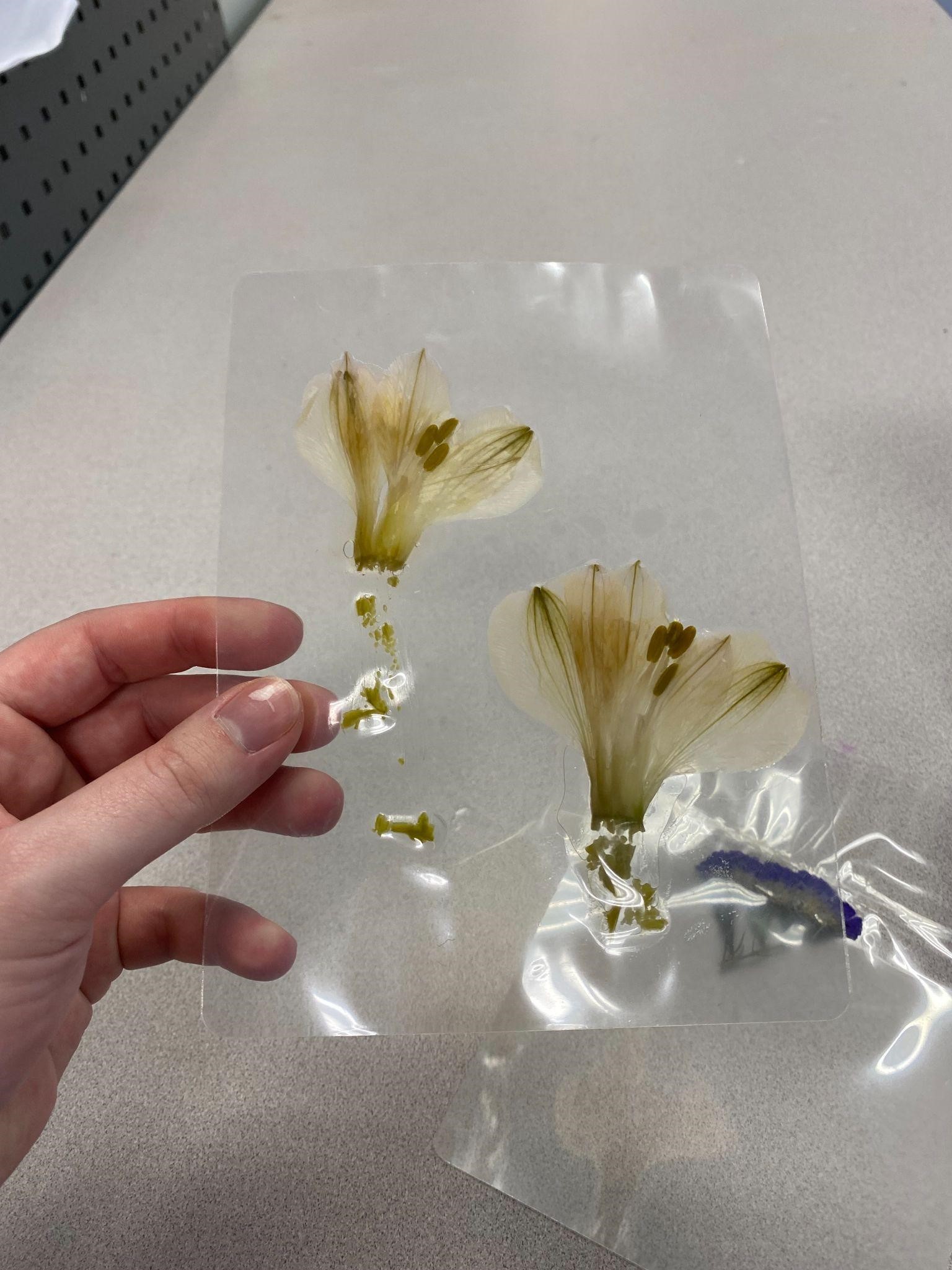 How To Make Laminated Flower Art - Ignite Studio at HEPL